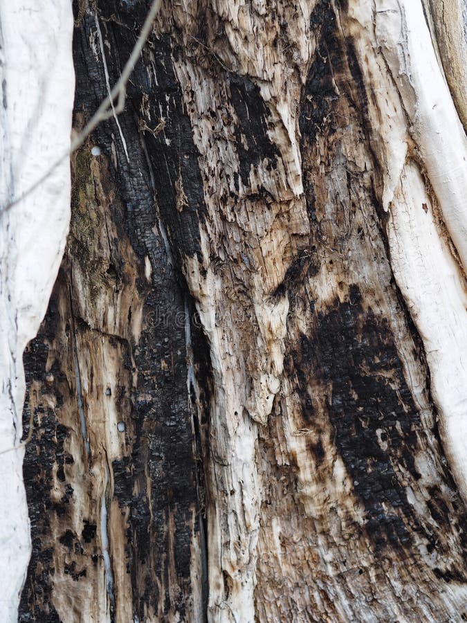 Bark and Textured Background of an Ancient Tree. Countryside. Exotic ...