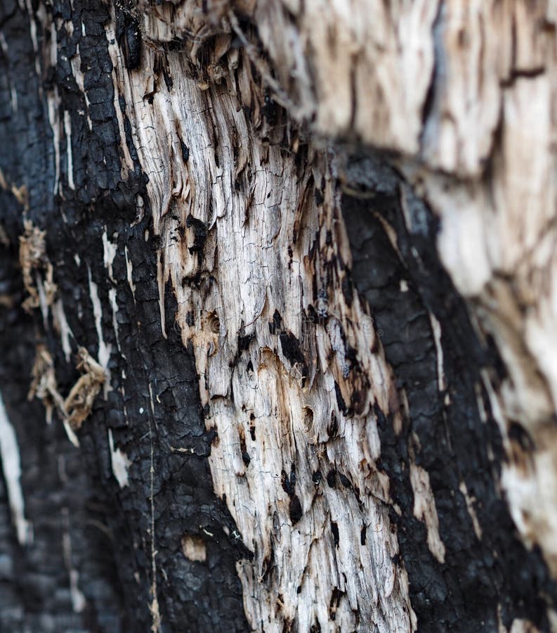 Bark and Textured Background of an Ancient Tree. Countryside. Exotic ...
