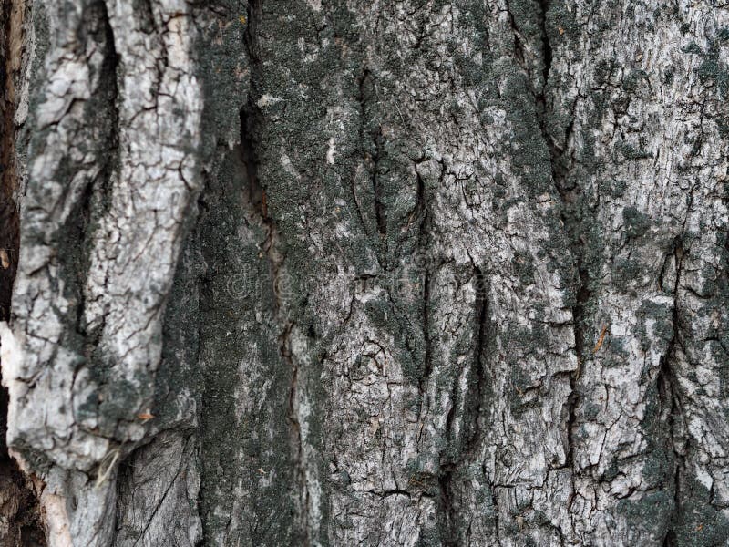 Bark and Textured Background of an Ancient Tree. Countryside. Exotic ...