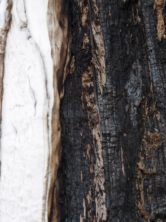Bark and Textured Background of an Ancient Tree. Countryside. Exotic ...