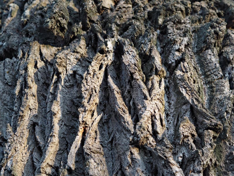 Bark and Textured Background of an Ancient Tree. Countryside. Exotic ...