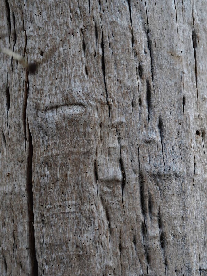 Bark and Textured Background of an Ancient Tree. Countryside. Exotic ...