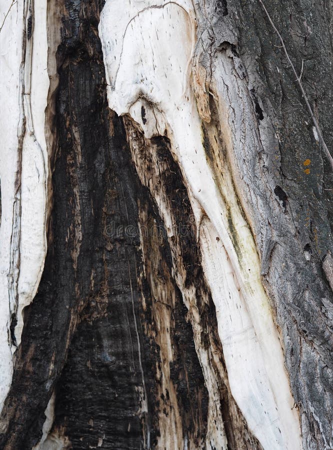 Bark and Textured Background of an Ancient Tree. Countryside. Exotic ...