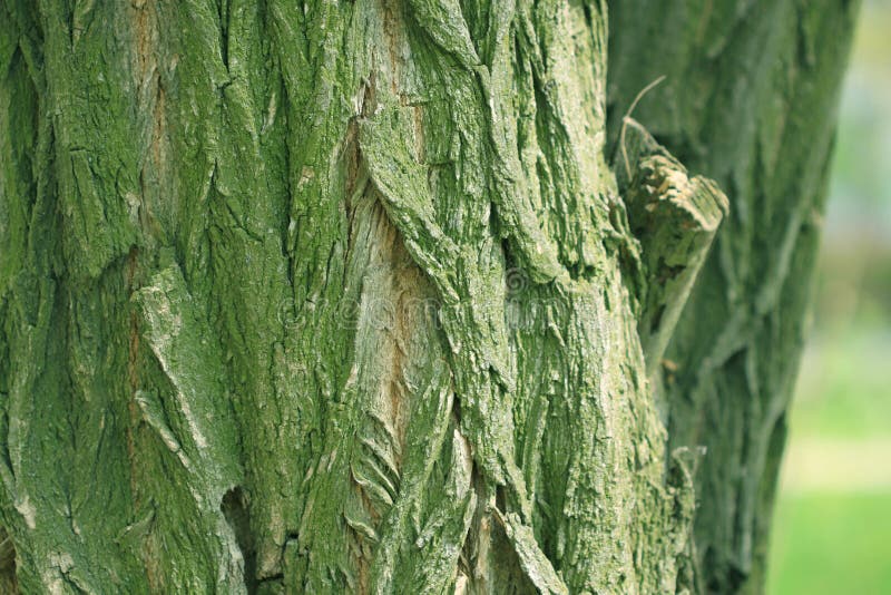 Stock-photo-bark-textures-macro-tree Stock Image - Image of style ...