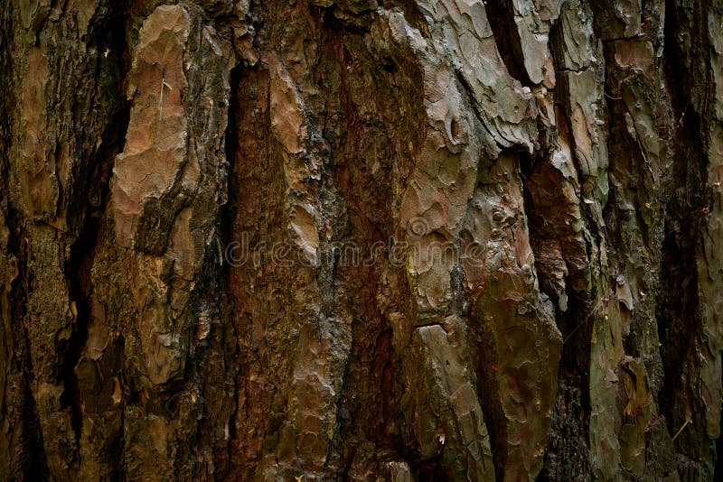 Relief Bark of Pine Tree. Rough Surface of Age Wood Trunk. Close Up ...