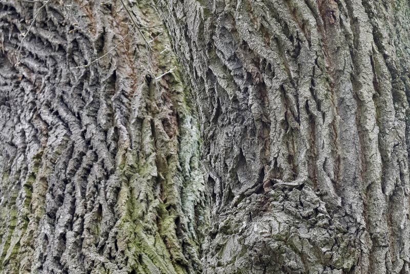 Bark of deciduous tree stock photo. Image of wooden - 153118360