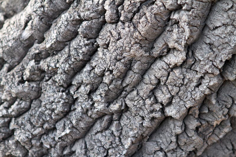 Bark tissue stock photo. Image of trunktree, trunk, shrub - 39543270