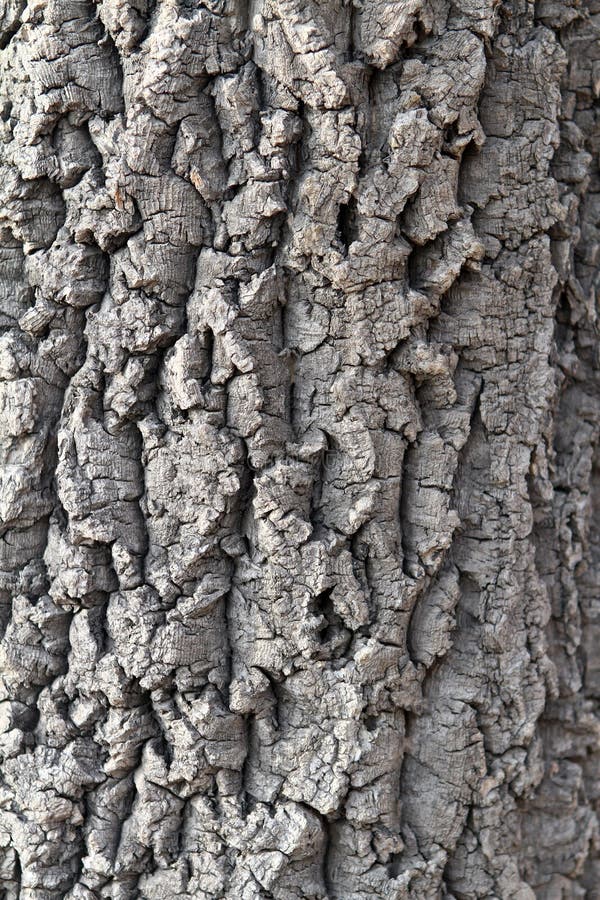 Bark tissue stock photo. Image of branch, rock, bark - 39543300