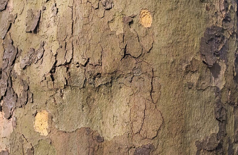 Bark on a Tree. stock photo. Image of textured, mottled - 139831910