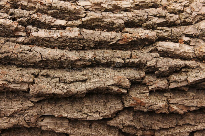 A bark of a tree stock image. Image of macro, nature - 18912717