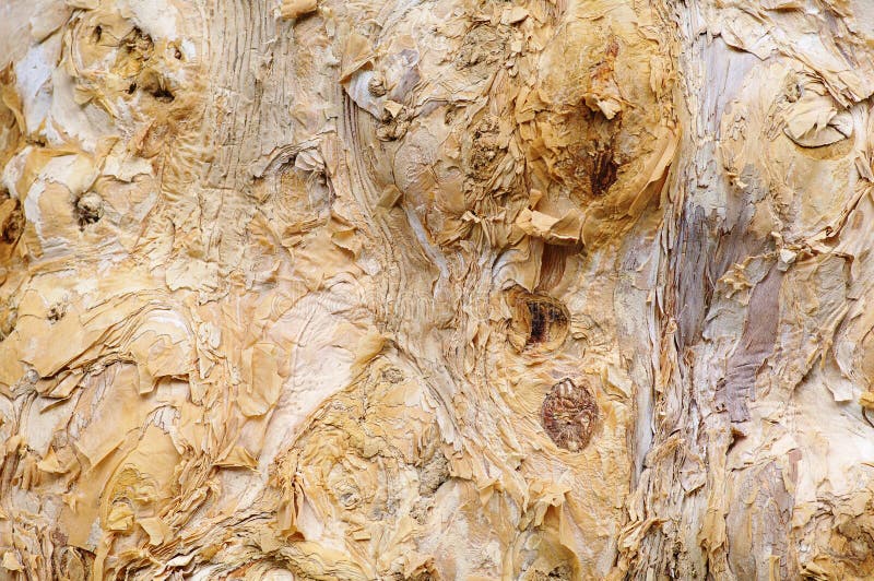 Frankincense tree stock photo. Image of plant, east, middle - 13948818