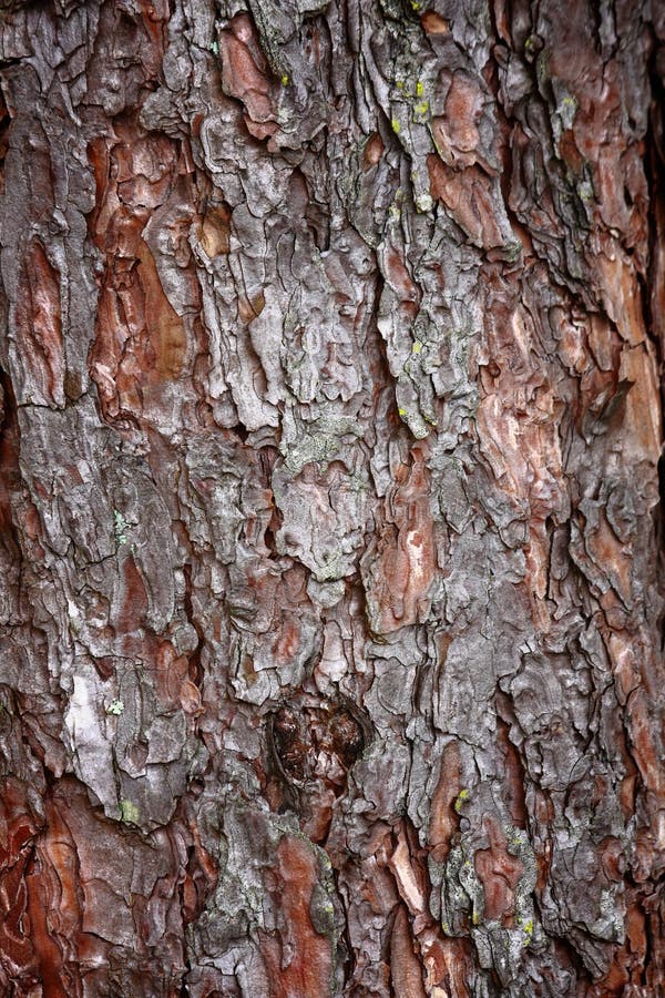 Bark Tree stock photo. Image of closeup, full, macro - 26231196