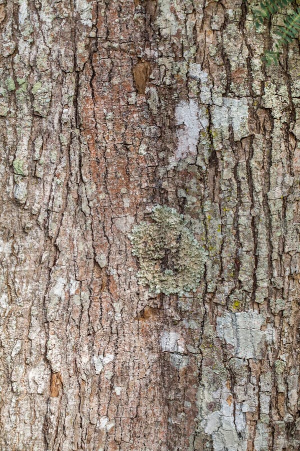 Bark of tree stock image. Image of macro, flora, closeup - 28691249