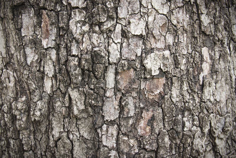 Bark stock image. Image of life, natural, brown, material - 58273693