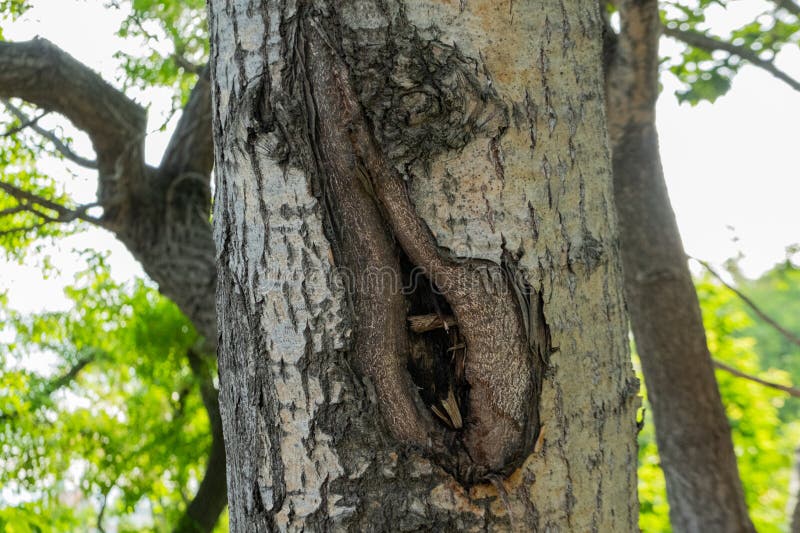 The Bark of a Tree is Affected by a Disease. the Tree Has a Hole in it ...