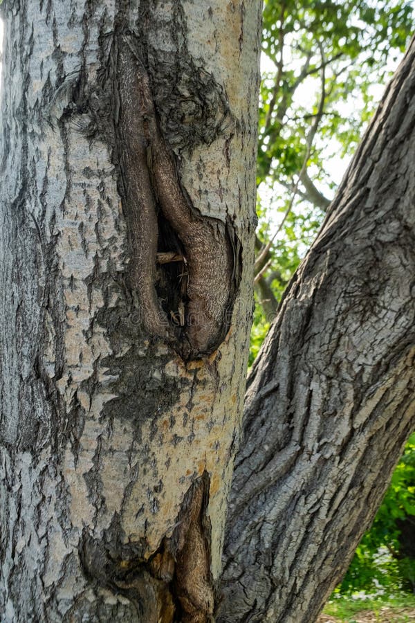 The Bark of a Tree is Affected by a Disease. the Tree Has a Hole in it ...