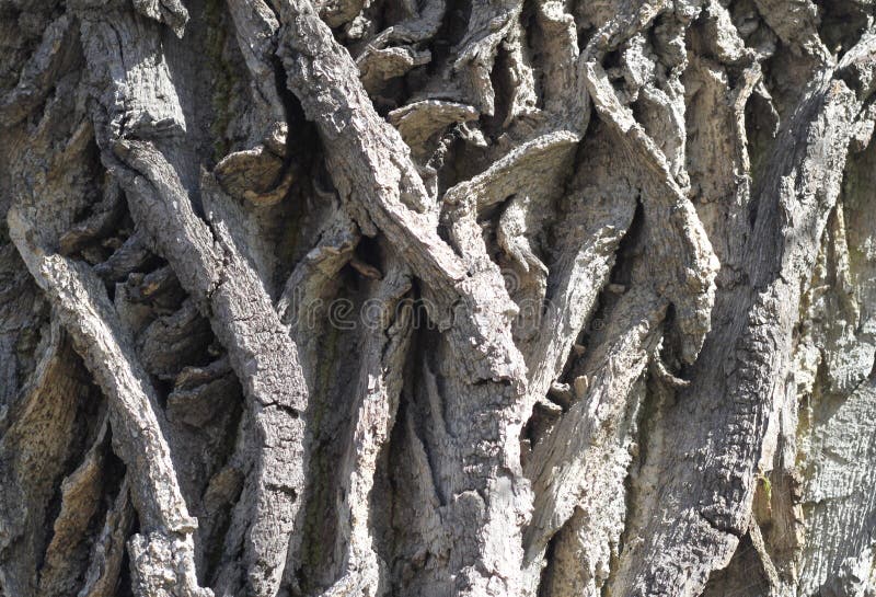 Bark tree stock image. Image of warped, aged, trunk, close - 40281417