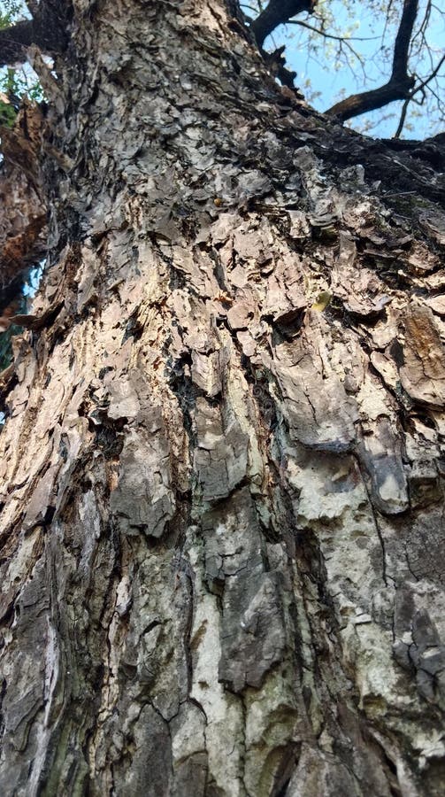 The Bark of the Tree Appears To Break As the Tree Gets Bigger Stock ...