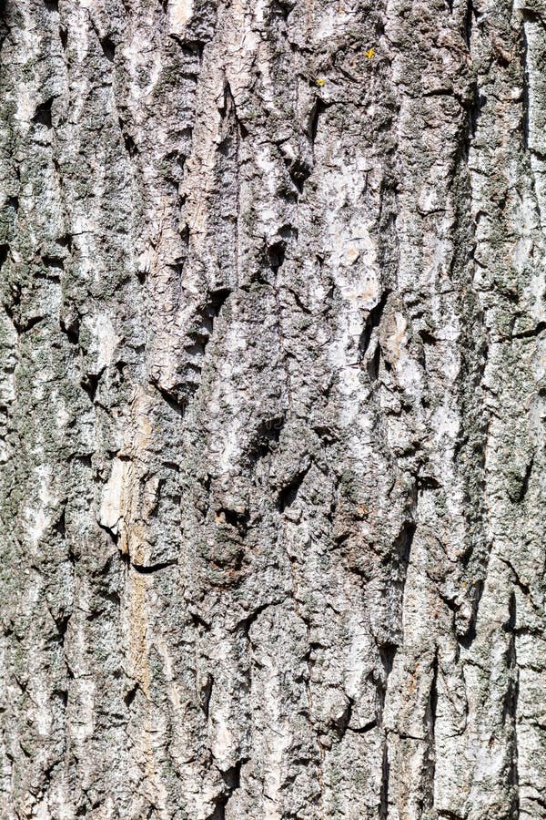 Bark on a Tree As an Abstract Stock Image - Image of wooden, natural ...