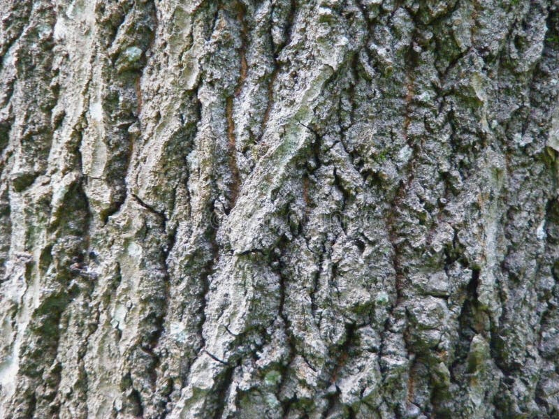 158 Asp Wood Stock Photos - Free & Royalty-Free Stock Photos from ...