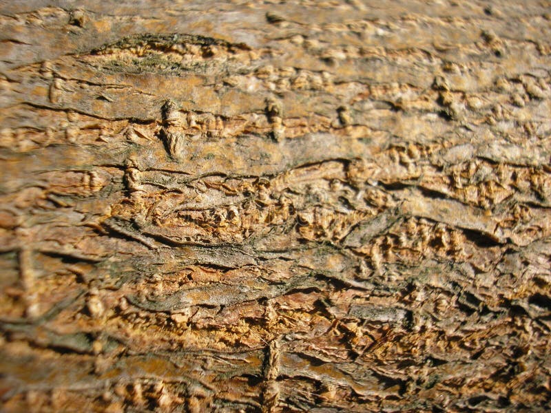 Bark of Tree. Background for Design Stock Image - Image of design ...