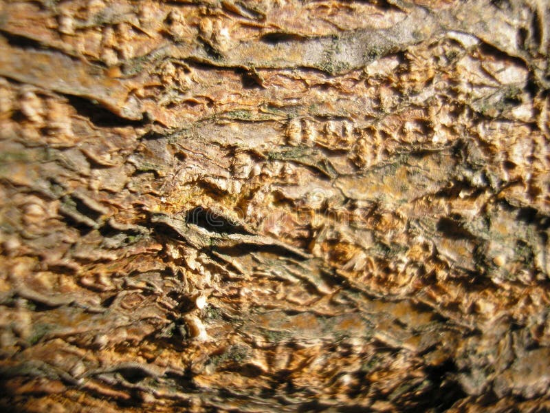Bark of Tree. Background for Design Stock Image - Image of forest, dark ...