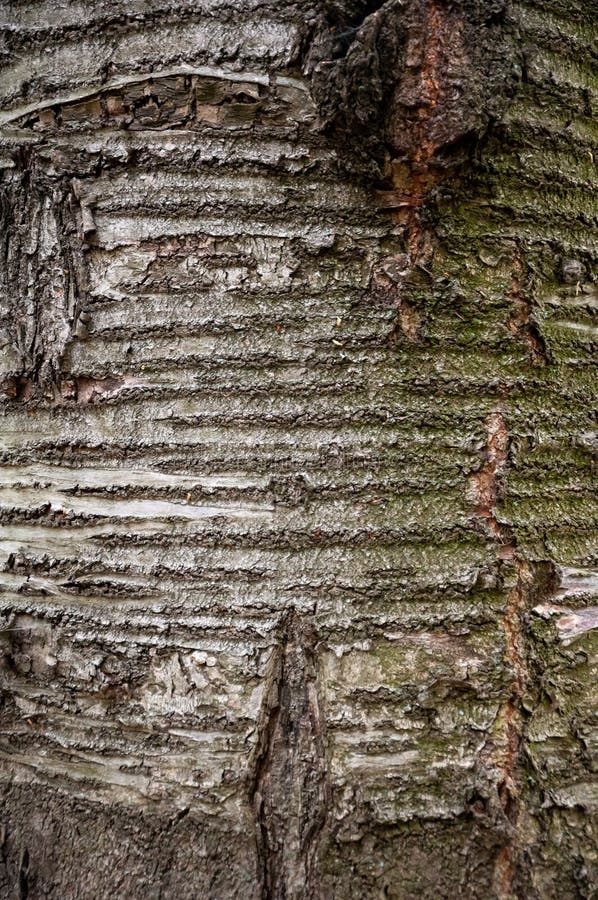 Bark of Tree. Tree Bark Background. Nature Background of Texture Tree ...