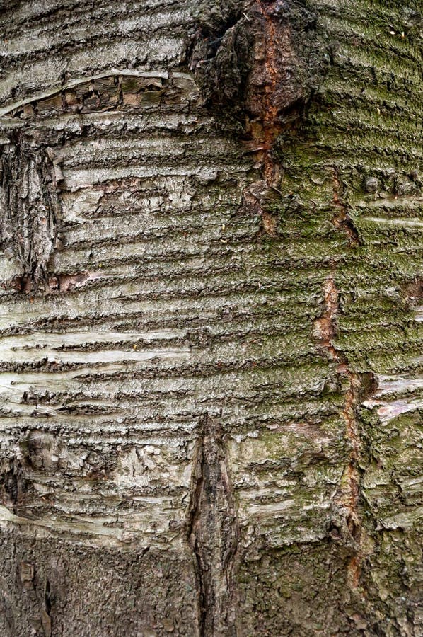 Bark of Tree. Tree Bark Background. Nature Background of Texture Tree ...
