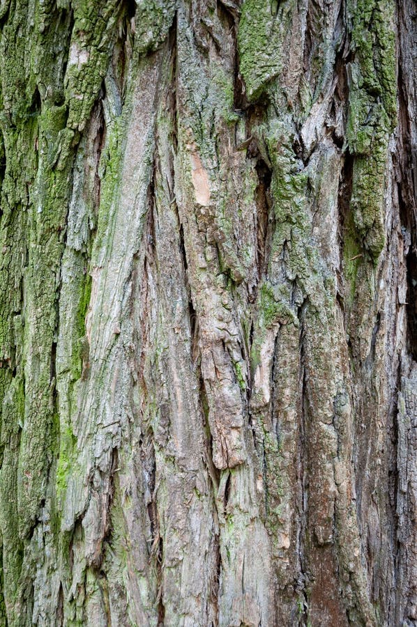 Bark of Tree. Tree Bark Background. Nature Background of Texture Tree ...