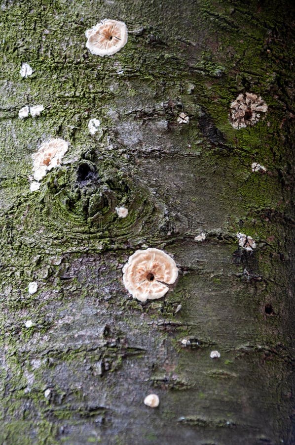 Bark of Tree. Tree Bark Background. Nature Background of Texture Tree ...