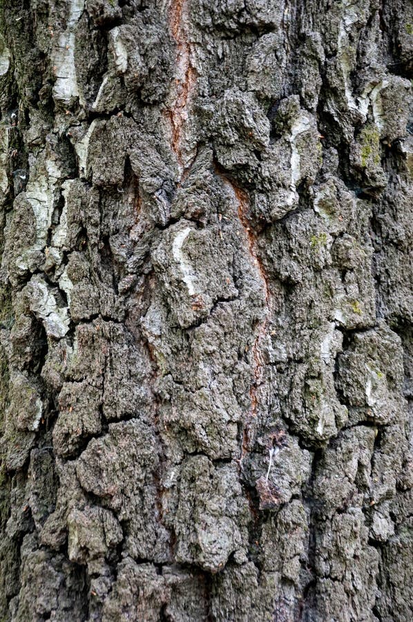 Bark of Tree. Tree Bark Background. Nature Background of Texture Tree ...