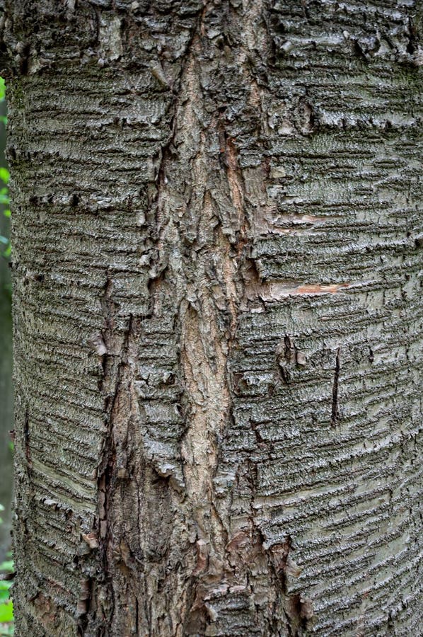 Bark of Tree. Tree Bark Background. Nature Background of Texture Tree ...