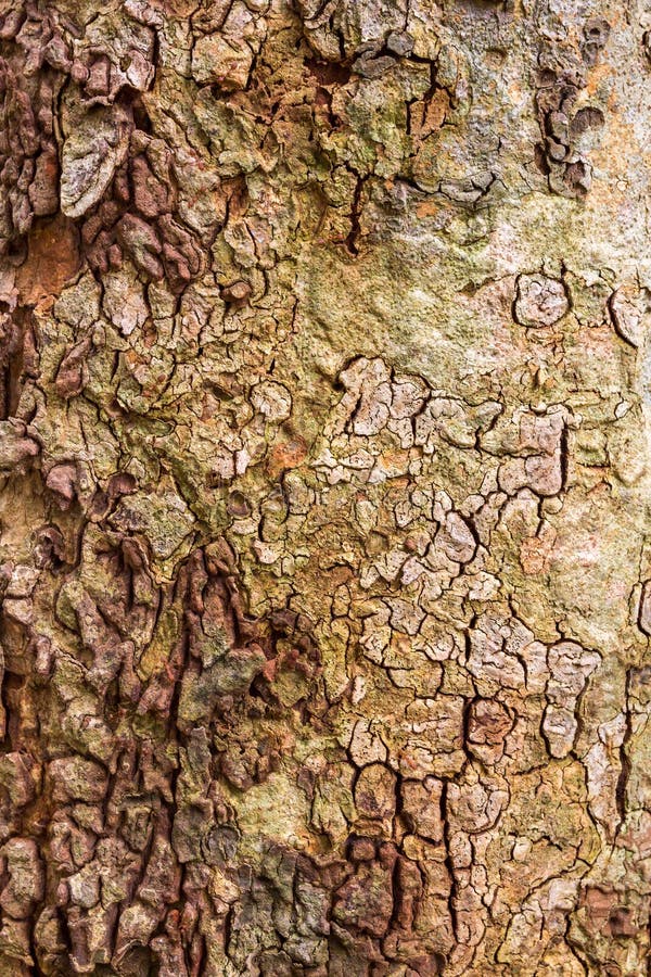 Bark of Tree stock photo. Image of flora, color, fiber - 78362960