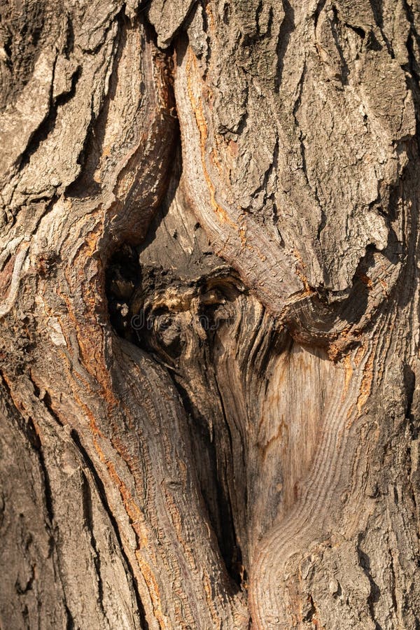 Bark of Tree. Background from a Tree Bark. Texture, Background of the ...