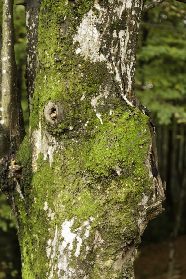 Bark of a tree stock photo. Image of woods, green, nature - 103734782