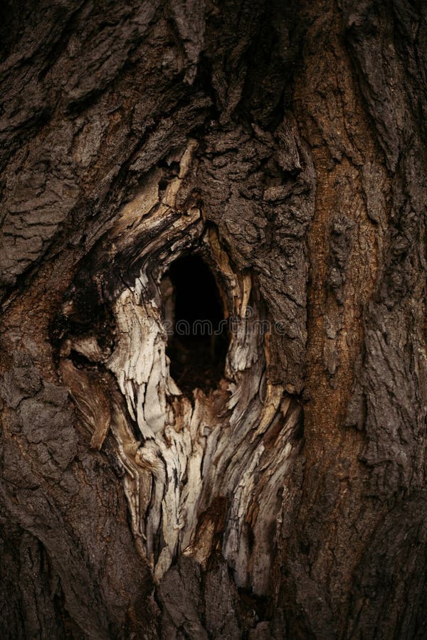 Bark of a tree stock image. Image of nature, ground - 343037539