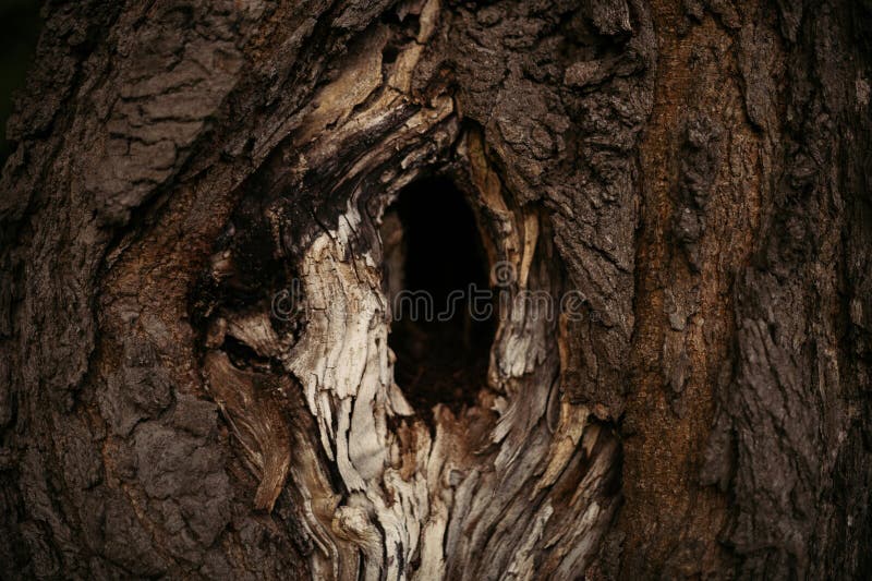 Bark of a tree stock image. Image of geology, ground - 343037547