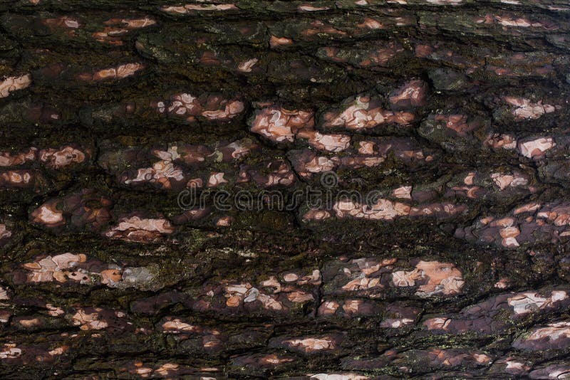 Bark of tree stock photo. Image of rough, outdoor, bark - 127698212