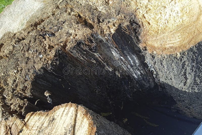 The bark of a tree stock image. Image of trunk, tree - 295986495