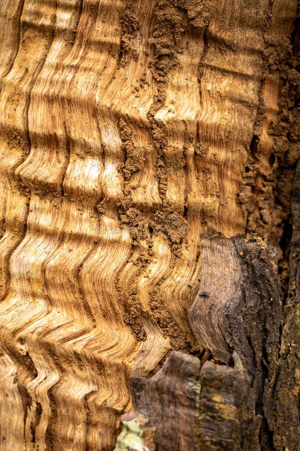 Hard Plant Stem Bark