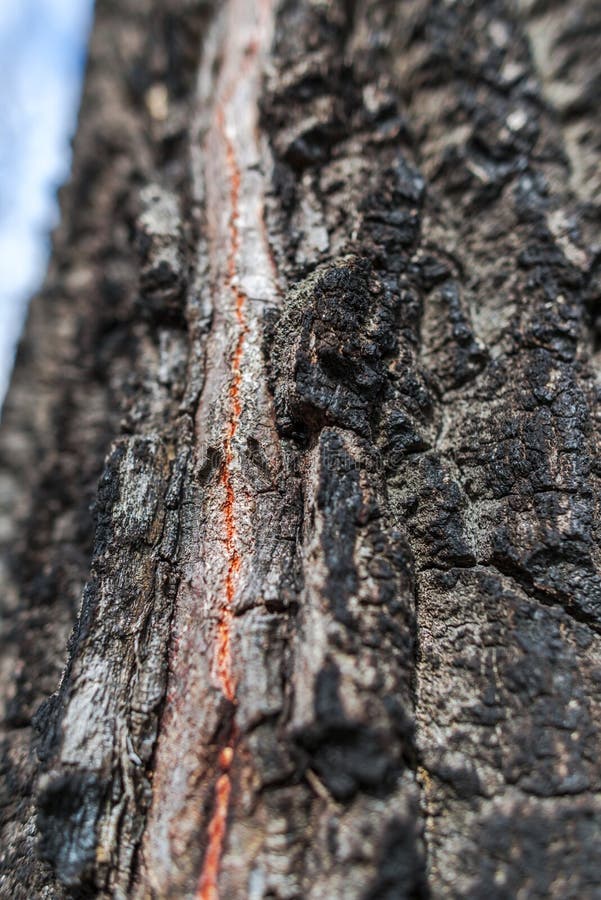 Bark of tree stock image. Image of grunge, forest, landscape - 203529657