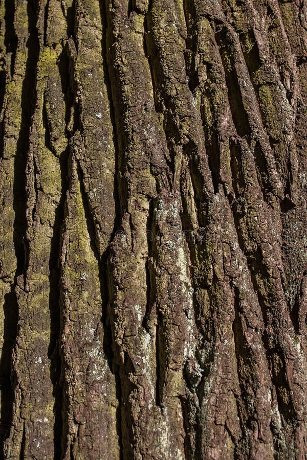 Bark of tree stock photo. Image of natural, closeup - 178238176