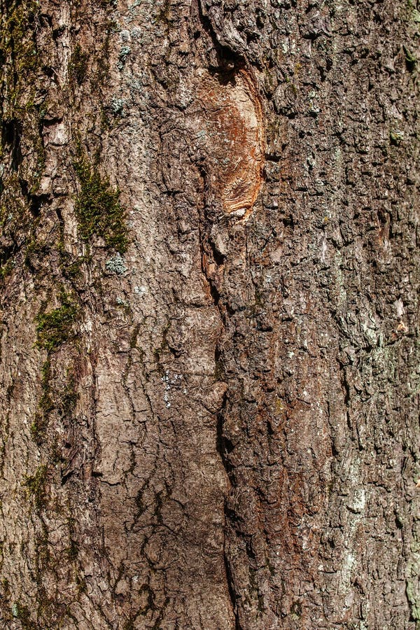 Bark of tree stock image. Image of textured, skin, grunge - 178238315