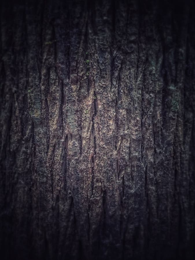 Bark stock image. Image of patterns, wood, bark, beautiful - 137008025