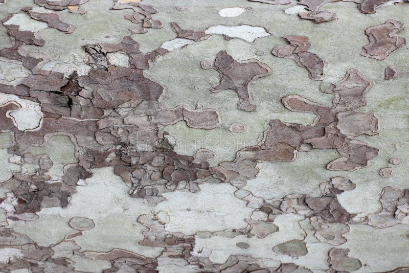 Bark of a Tree of a Blue Shade Stock Image - Image of plants ...