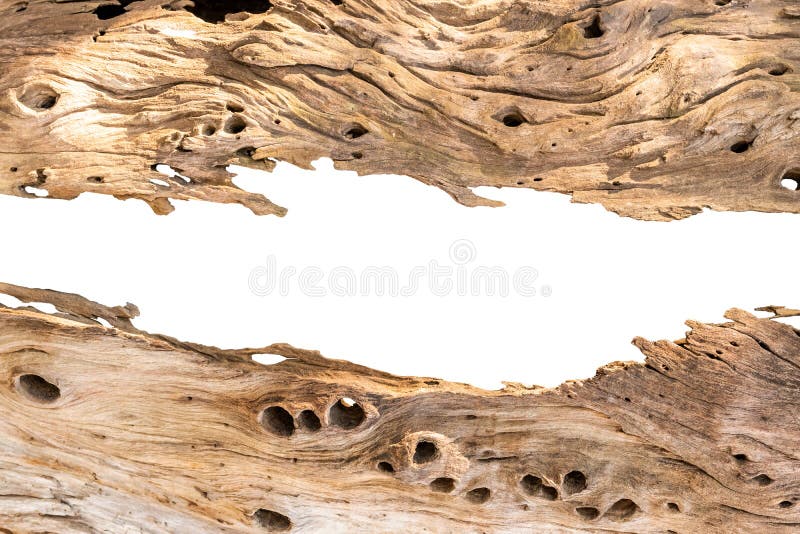 Copy Space With A Tree Bark Border Stock Photo - Image of frame, grungy ...