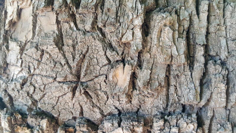 The Bark of the Tree is Branched with Patterns Stock Photo - Image of ...