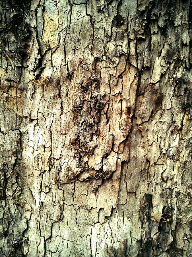 Bark of Tree in the Forest. Brown and Beige Colors in an Exfoliating ...