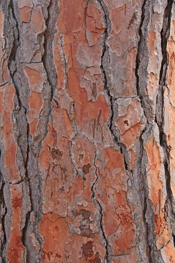 The Bark of the Tree is of Brown Color. Background for Your Design ...