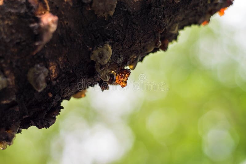 On a Bark of a Tree of a Cherry, the Resin of an Amber Color Was Formed ...